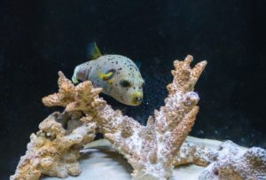 10 Popular Saltwater Puffer Fish Species - Build Your Aquarium