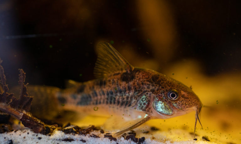 11 Types of Cory Catfish (Species Guide) - Build Your Aquarium