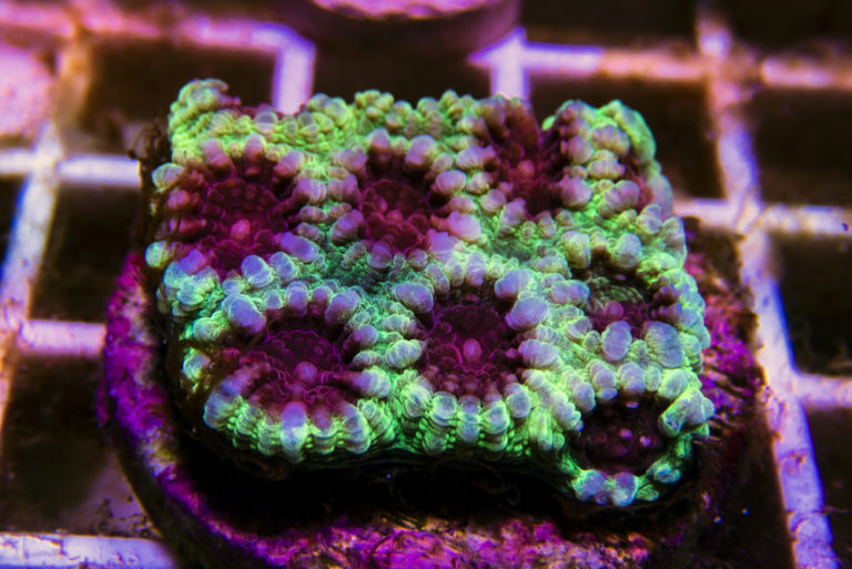 Favia Coral Care, Information, and Pictures - Build Your Aquarium