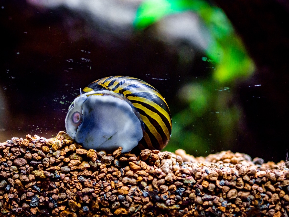 The Definitive Nerite Snails Care Guide: Feeding, Breeding, and More!