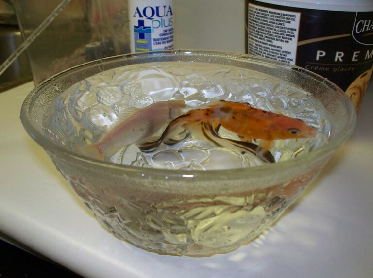 Fish Tank Mold: Removing Unwanted Fungus From Your Aquarium