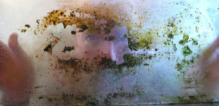 Fish Tank Mold: Removing Unwanted Fungus From Your Aquarium