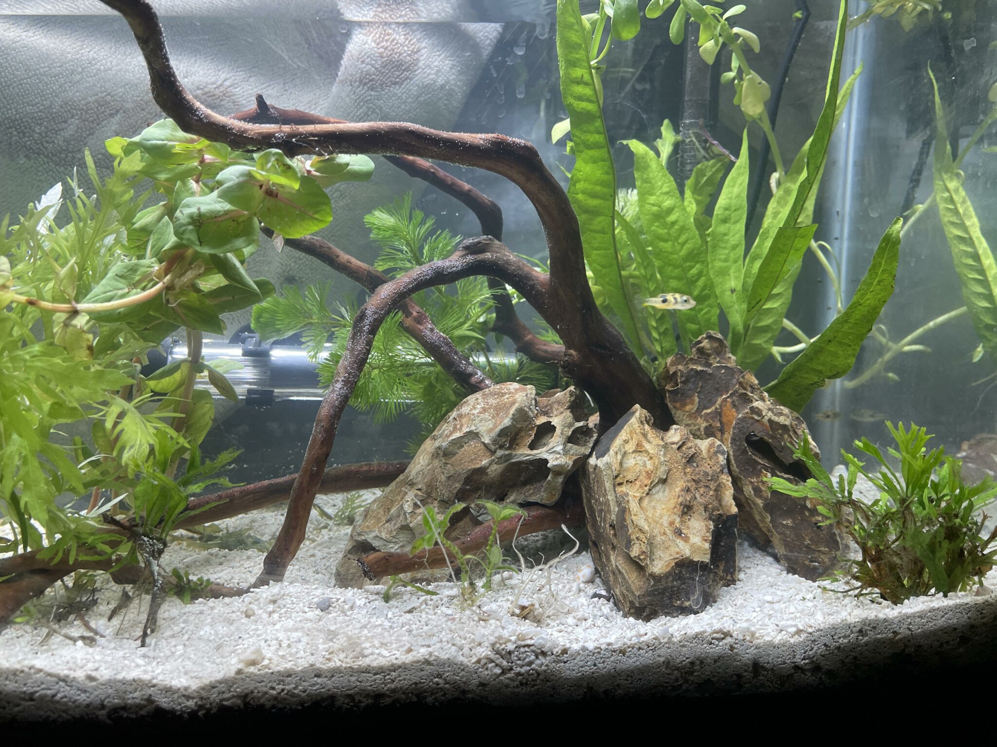 Keeping a Pea Puffer Aquarium: The Ultimate Guide