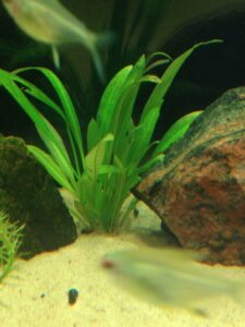 The Essential Guide to the Amazon Sword Plant