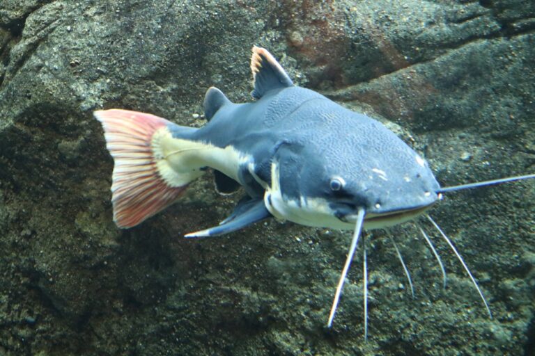 Red Tail Catfish Care Guide: Feeding, Setup, Tank Mates & More
