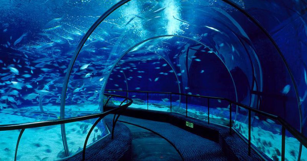 Top 10 Largest Aquariums in the World