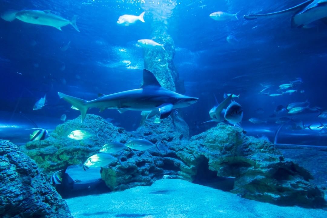 Top 10 Largest Aquariums in the World