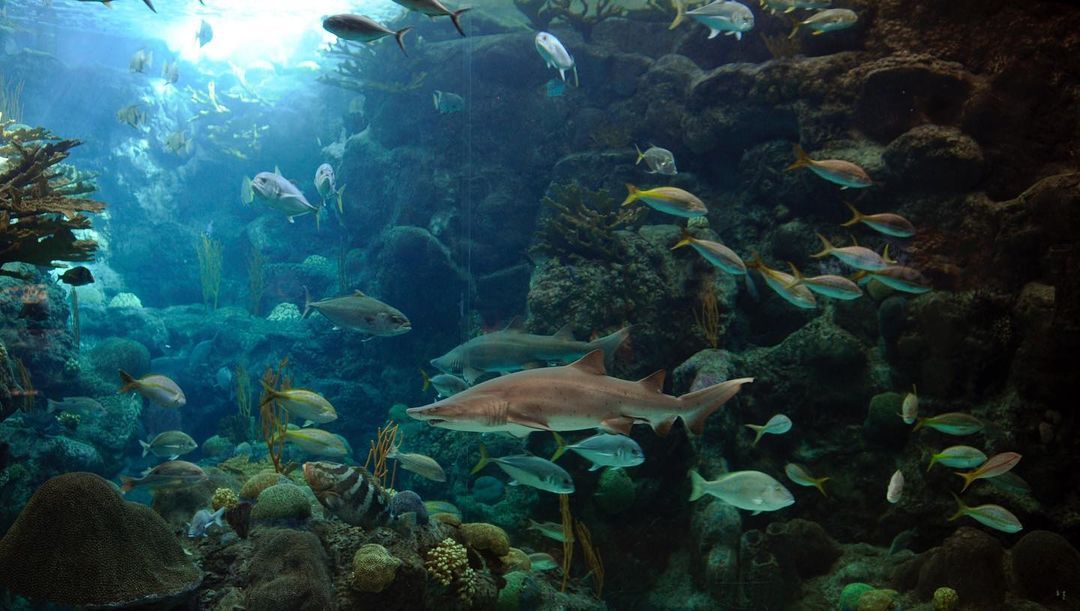 Top 10 Largest Aquariums in the World
