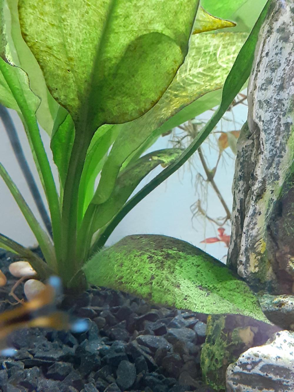 The Essential Guide to the Amazon Sword Plant