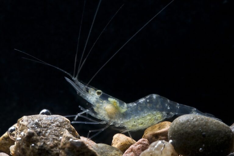 Ghost Shrimp (Compete Care, Diet, Setup, & Breeding Guide)