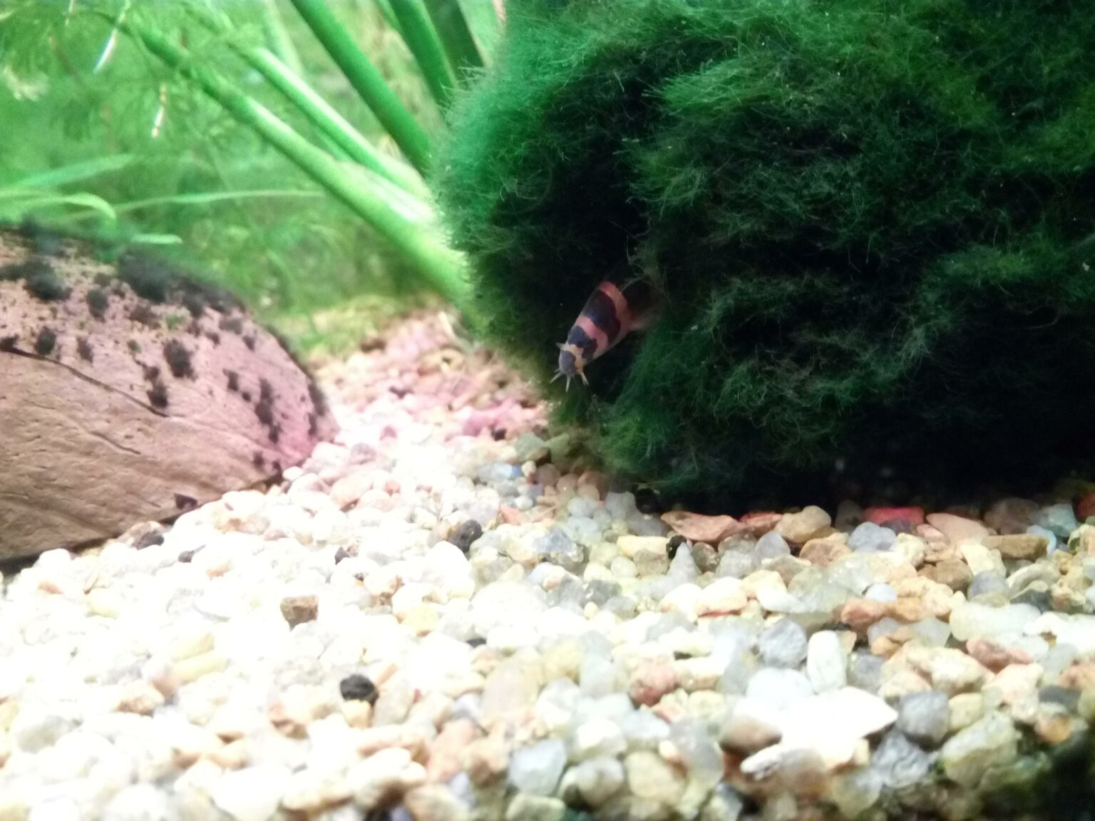 Kuhli Loach Care: Setup, Tank Mates, Diet, Breeding & More