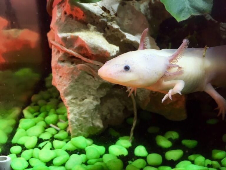 How to Set up an Axolotl Tank: Step-by-Step Setup and Care Guide