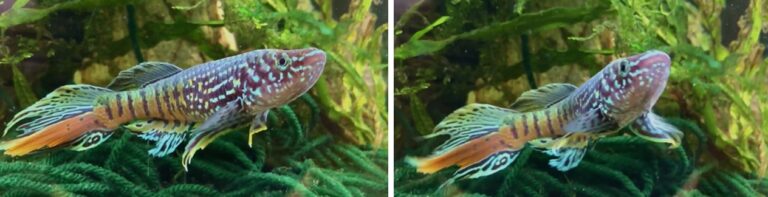 The Complete Guide to Killifish (Species, Care, Diet, & Breeding)