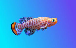 The Complete Guide to Killifish (Species, Care, Diet, & Breeding)