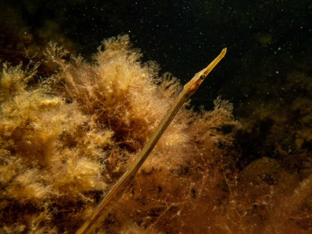 Marine and Freshwater Pipefish Care