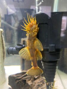 Sucker Fish Species Care Guide - Build Your Aquarium