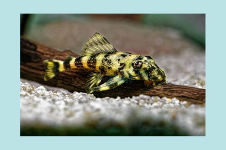 Sucker Fish Species Care Guide - Build Your Aquarium