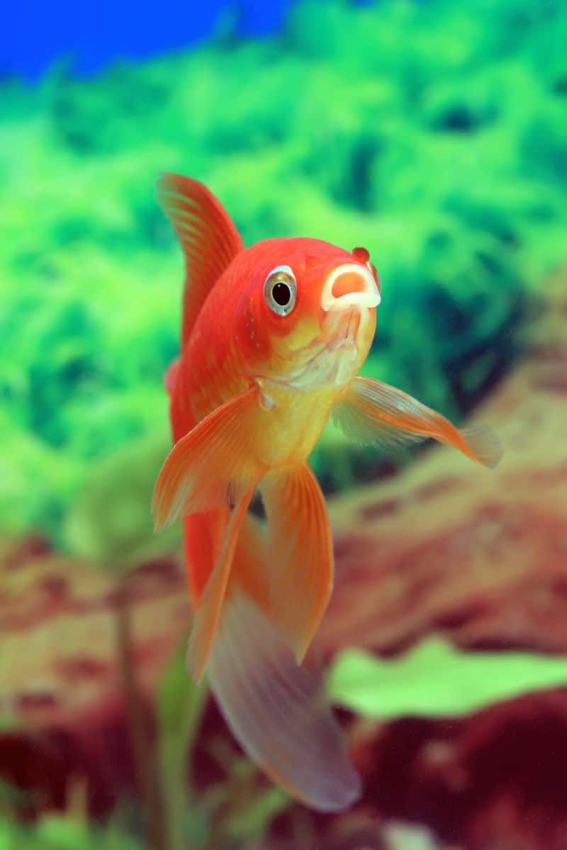 Comet Goldfish Care, Information, & Pictures (Breed Guide)