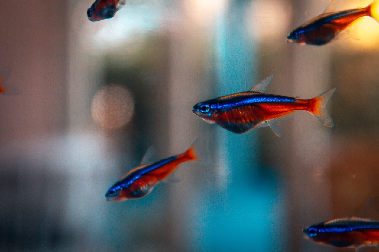 Neon Tetras: The Ultimate Care, Diet, Breeding, & Info Guide