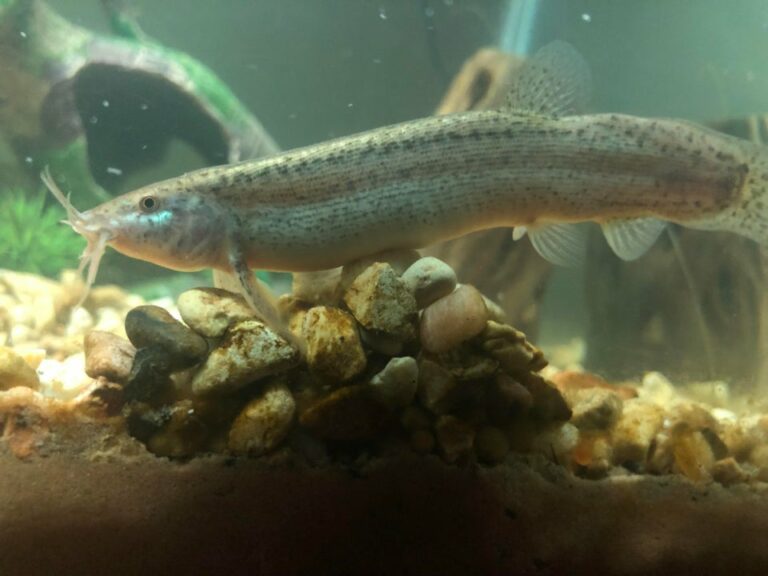 Dojo Loach Care, Tank Mates, and Feeding! - Build Your Aquarium