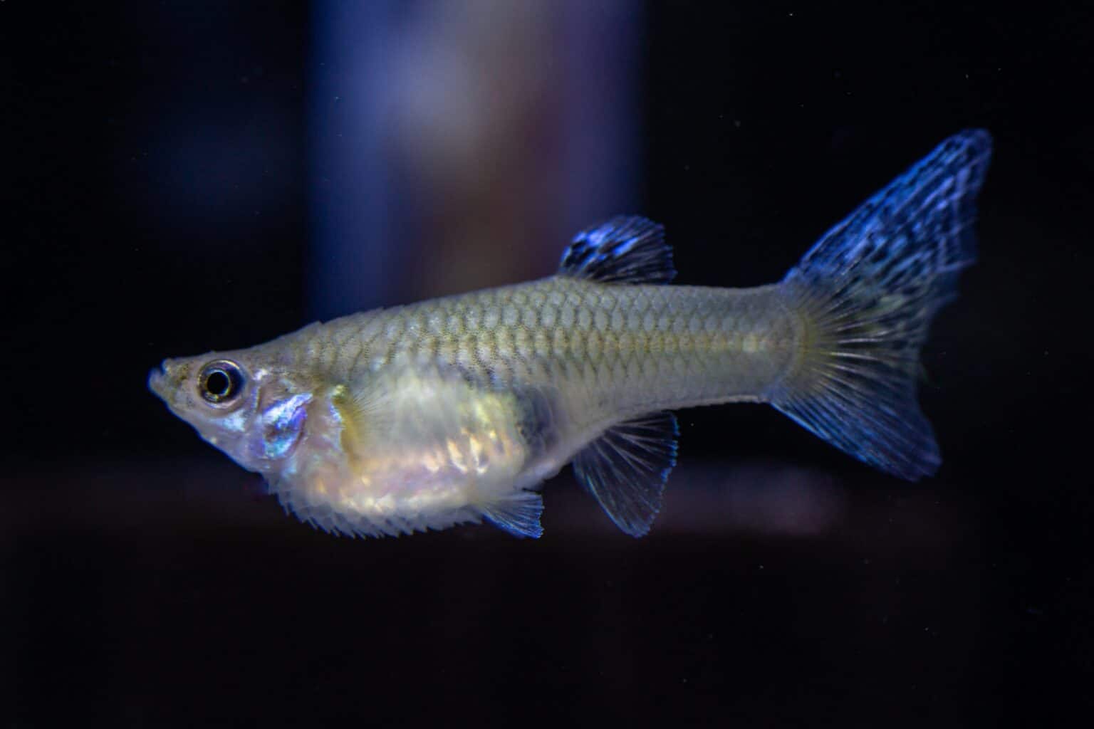 Dropsy In Fish and How To Treat It
