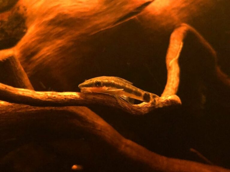 Sucker Fish Species Care Guide - Build Your Aquarium