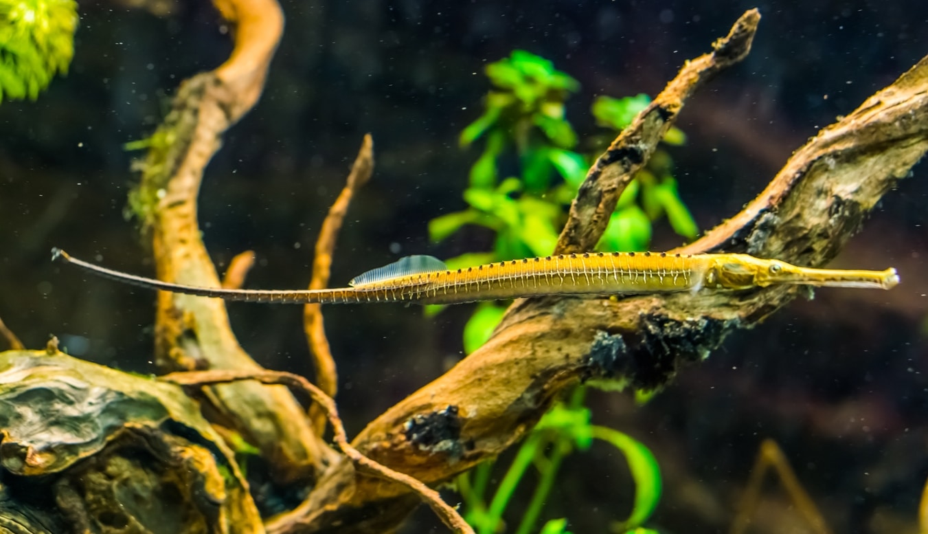 Marine and Freshwater Pipefish Care