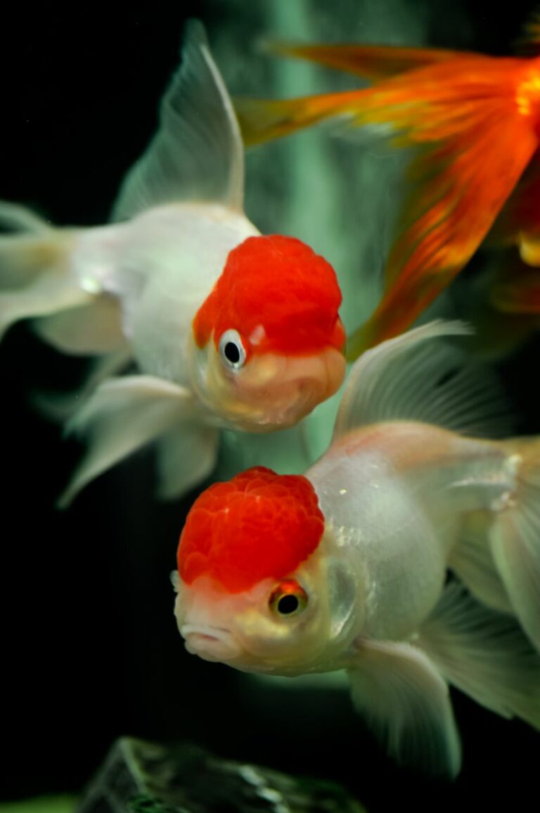 Oranda Goldfish Breed Guide: Care, Information, & Pictures