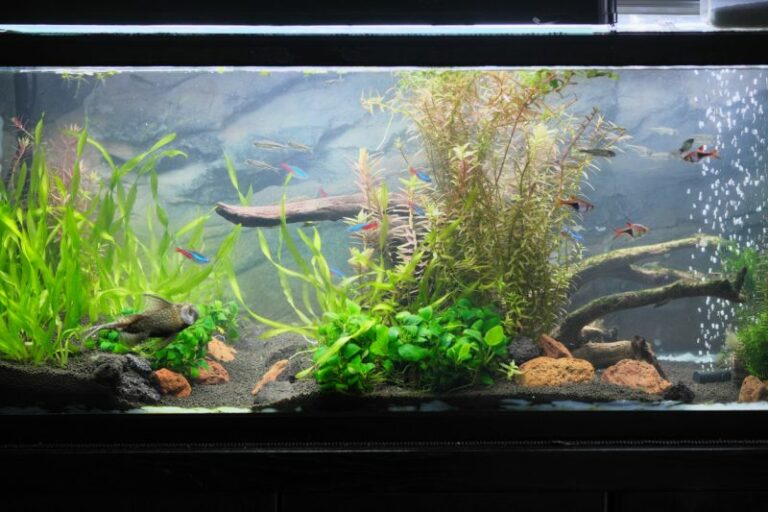 Plecostomus Care Guide: Feeding, Breeding, and More