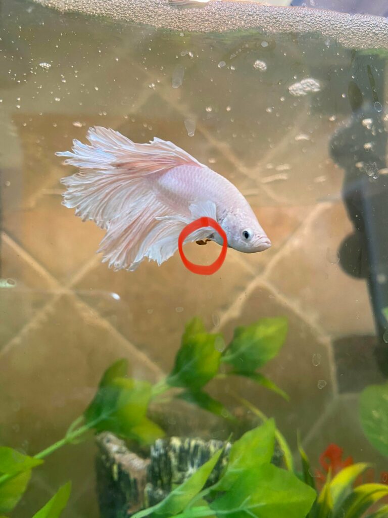 The Ins and Outs of Betta Fish Poop - Build Your Aquarium