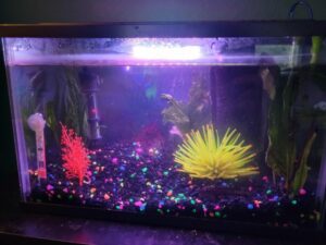 Sucker Fish Species Care Guide - Build Your Aquarium