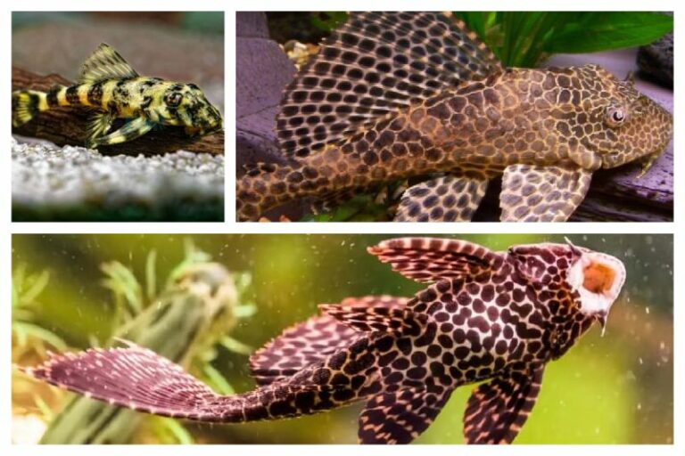 Sucker Fish Species Care Guide - Build Your Aquarium