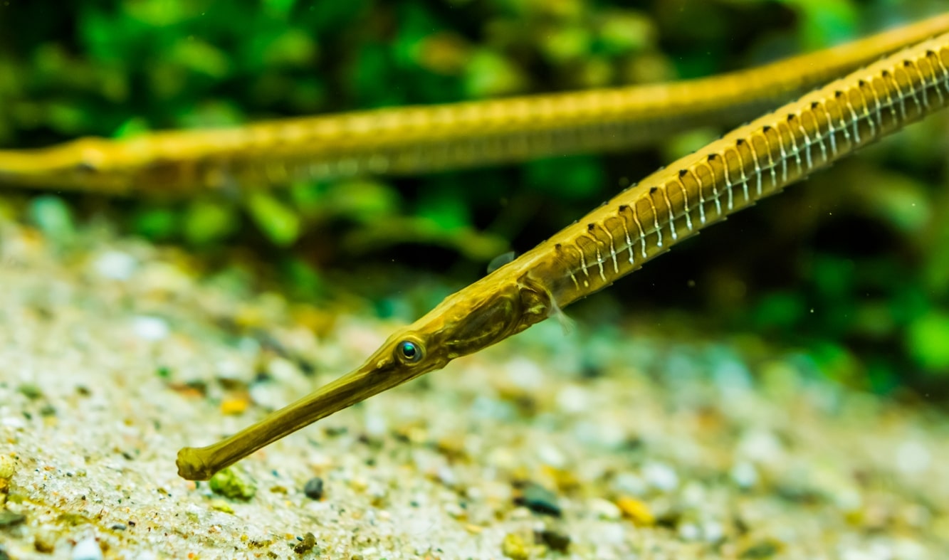 Marine and Freshwater Pipefish Care
