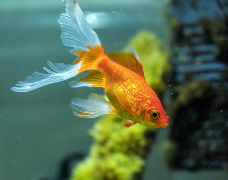 Comet Goldfish Care, Information, & Pictures (Breed Guide)