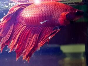 Identifying and Curing Anchor Worms in Freshwater Fish