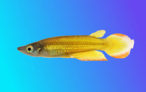 The Complete Guide to Killifish (Species, Care, Diet, & Breeding)