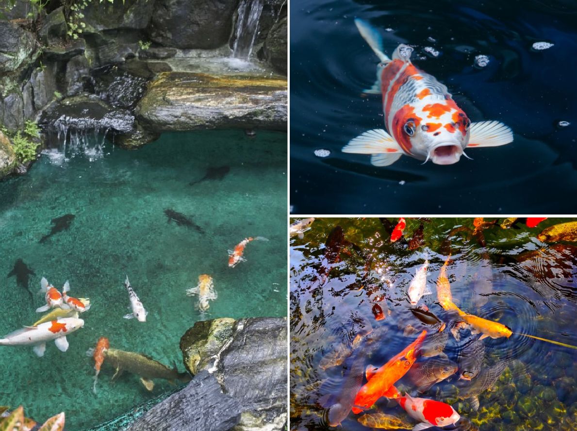 15 Popular Types of Koi Fish (Variety, Care, & Classification Guide)