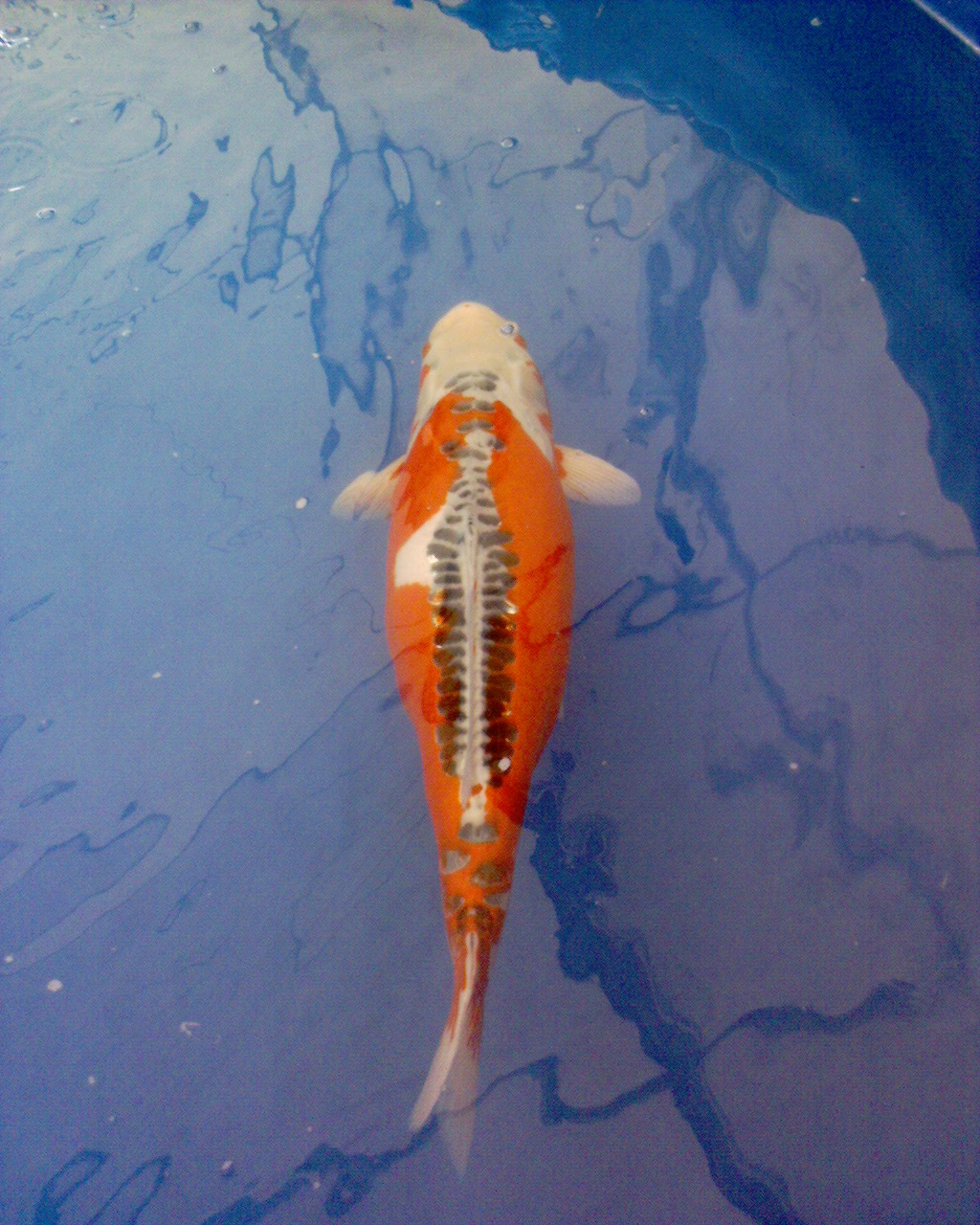 15 Popular Types of Koi Fish (Variety, Care, & Classification Guide)