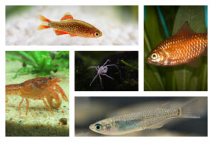25 Awesome Cold Water Fish for Freshwater Aquariums (With Pictures)
