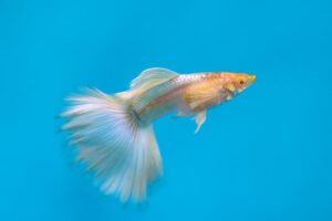 Rare Guppy Breeds That You Have to Check Out - Build Your Aquarium