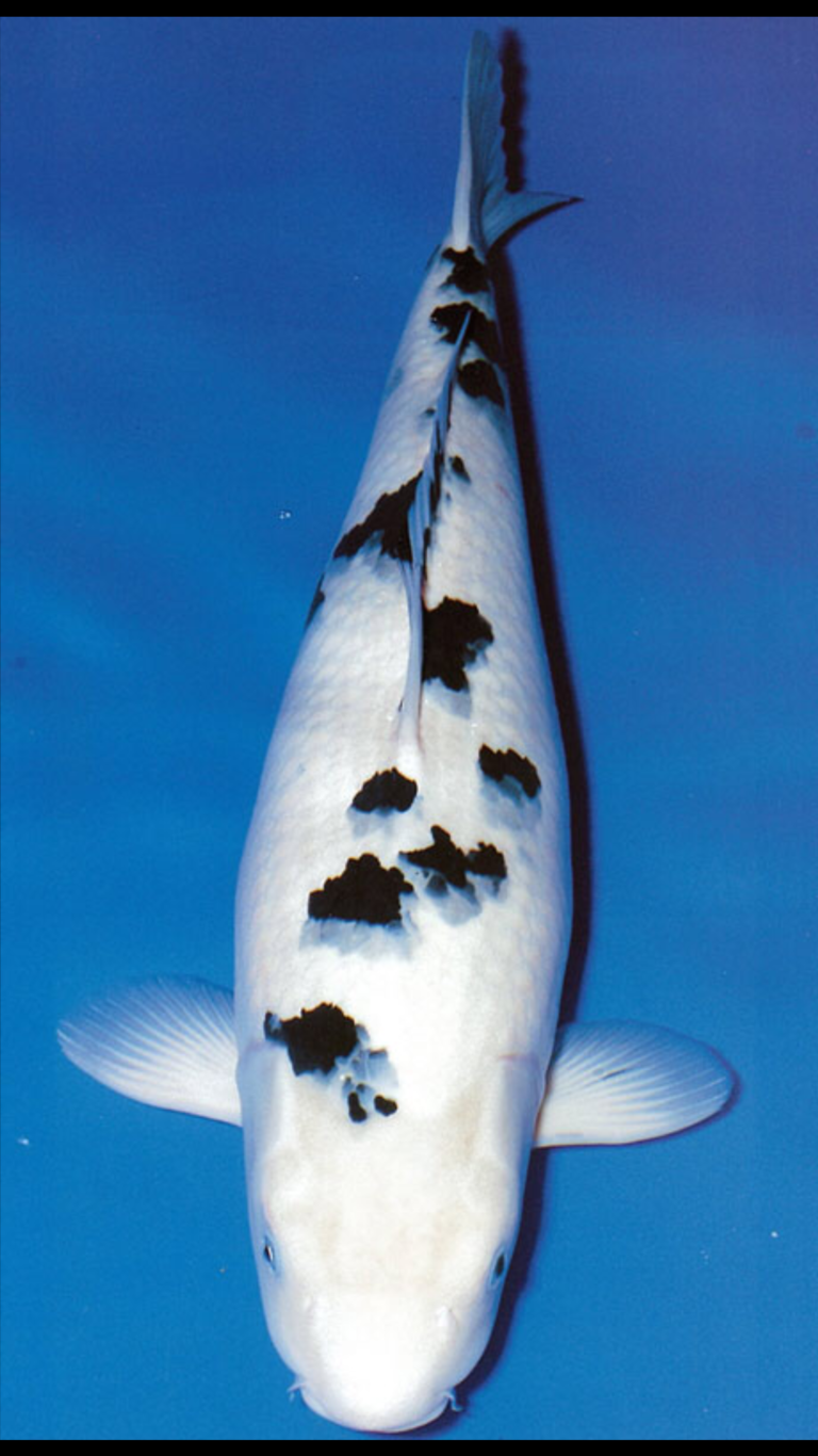 15 Popular Types of Koi Fish (Variety, Care, & Classification Guide)