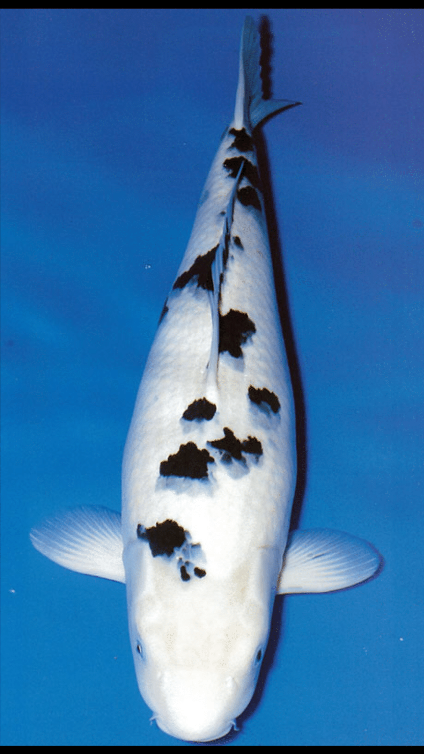 15 Popular Types of Koi Fish (Variety, Care, & Classification Guide)