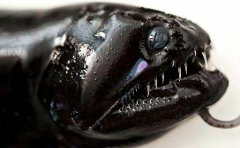 Dragon Fish of the World - Build Your Aquarium