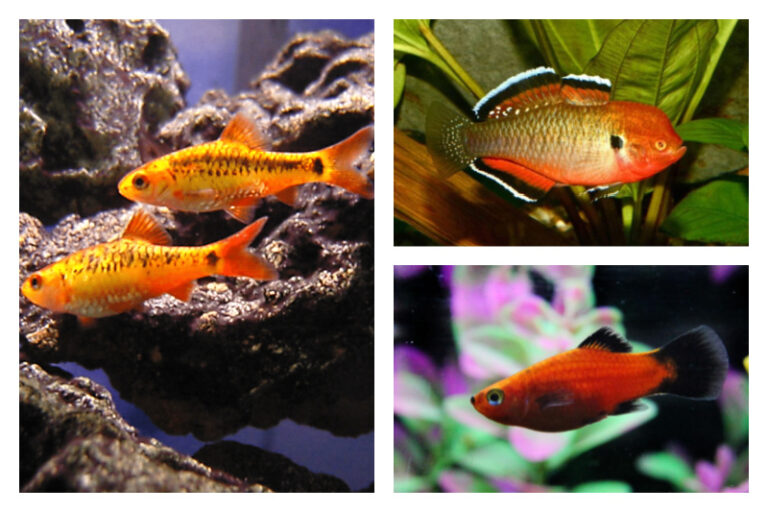 25 Awesome Cold Water Fish for Freshwater Aquariums (With Pictures)