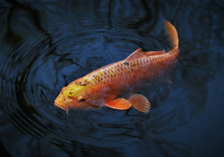 25 Awesome Cold Water Fish for Freshwater Aquariums (With Pictures)