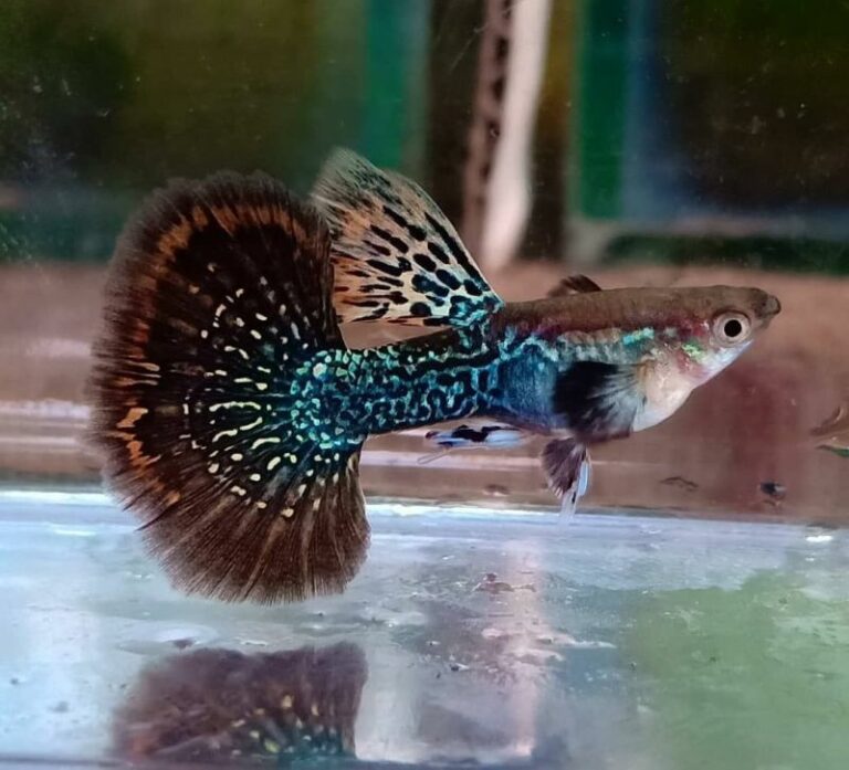 Rare Guppy Breeds That You Have to Check Out - Build Your Aquarium