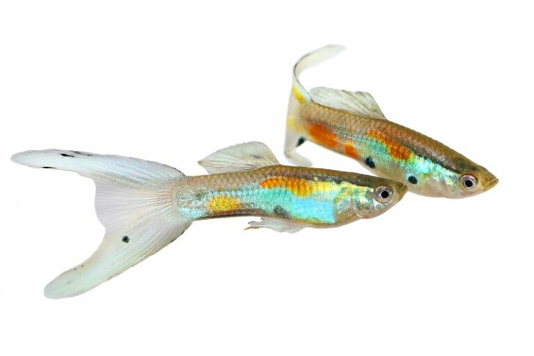 Rare Guppy Breeds That You Have to Check Out - Build Your Aquarium