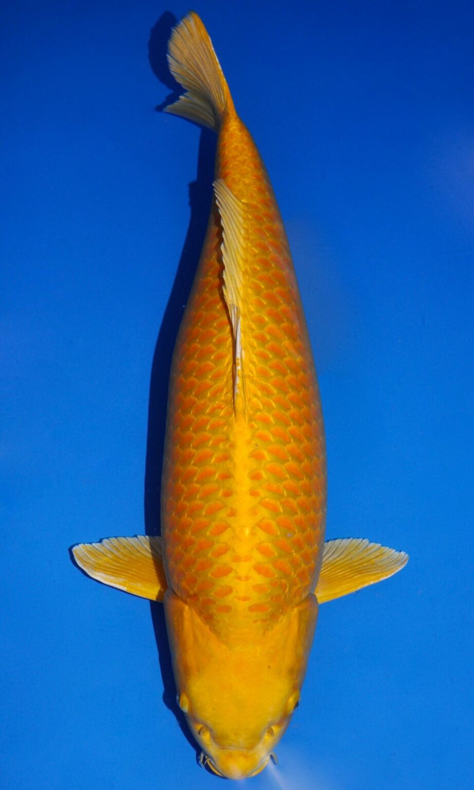 15 Popular Types of Koi Fish (Variety, Care, & Classification Guide)