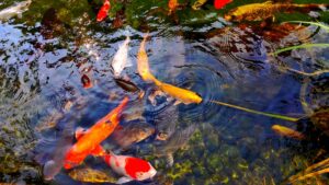 15 Popular Types of Koi Fish (Variety, Care, & Classification Guide)