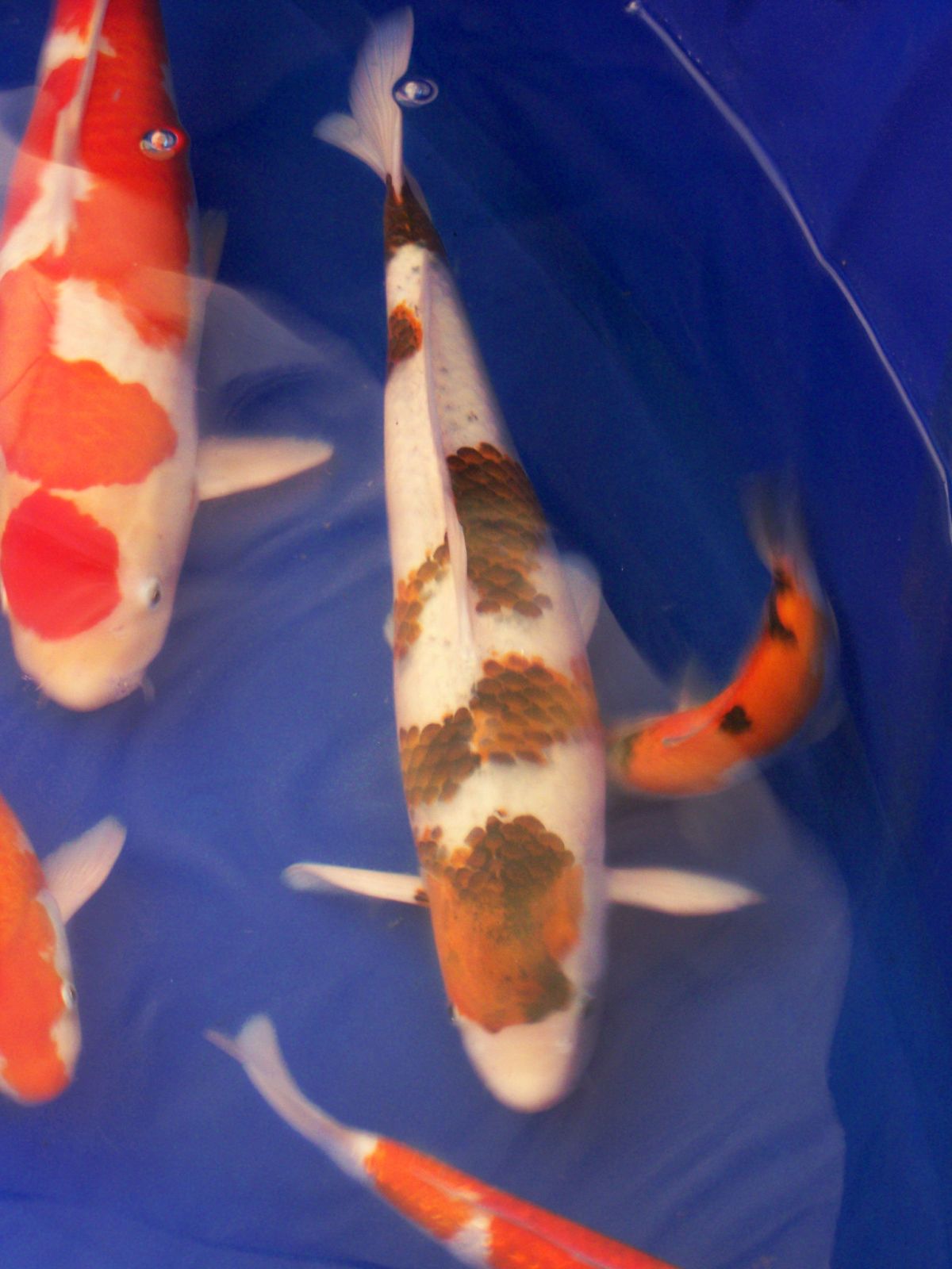 15 Popular Types of Koi Fish (Variety, Care, & Classification Guide)